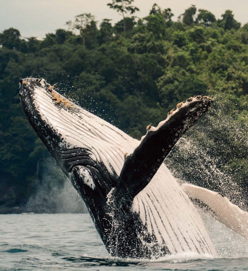 A Luxury Private Island Resort In Panama | Islas Secas