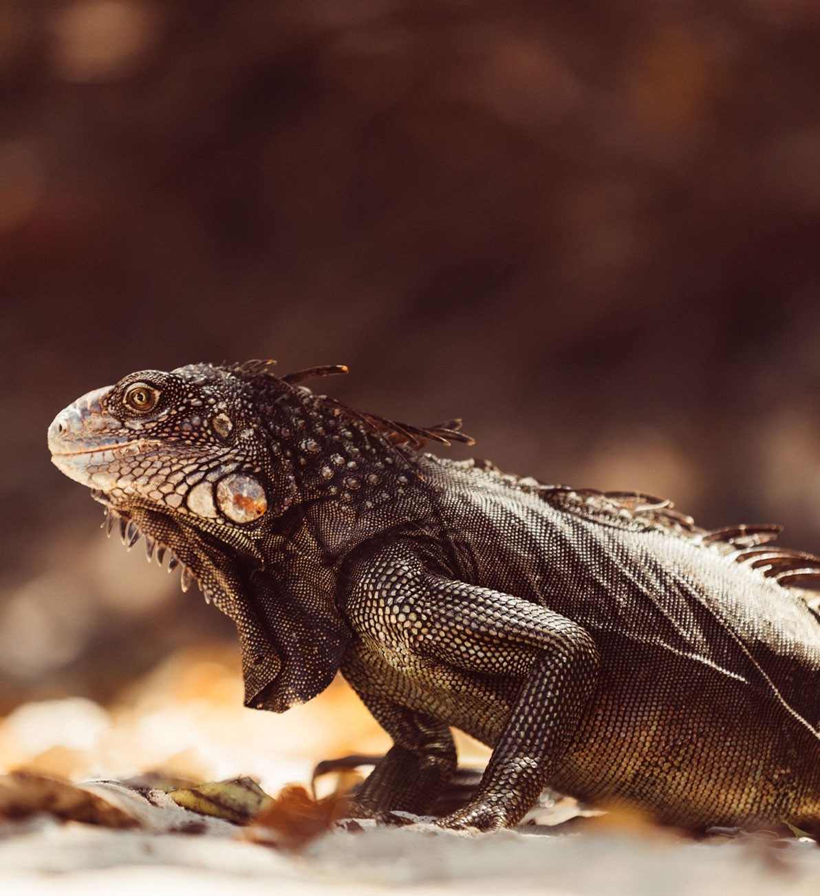 Expert-Guided Island Nature Trails | Islas Secas