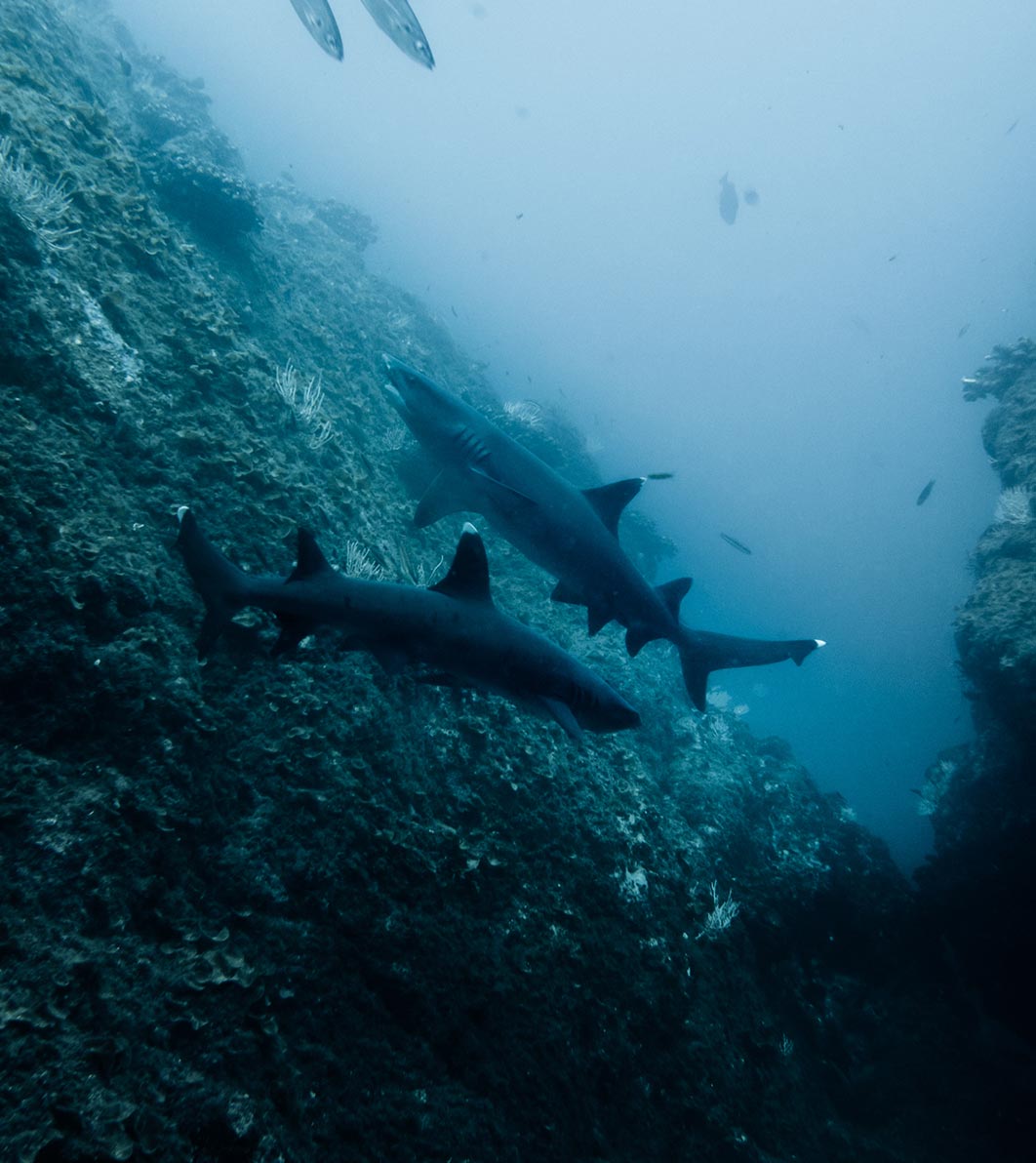 Private Island Marine Safari Near Panama | Islas Secas